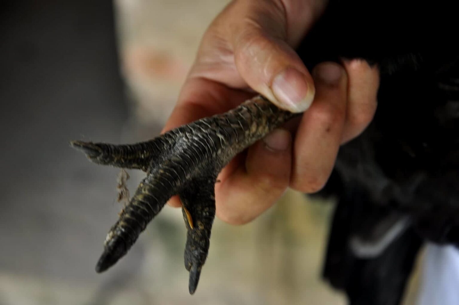 Gà Chân Chì Là Gì? Vì Sao Gà Chân Chì Không Được Đánh Giá Cao?